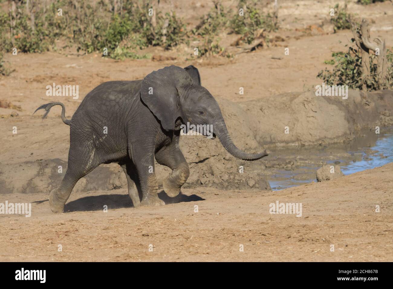 Baby elephant young vulnerable animal hi-res stock photography and ...