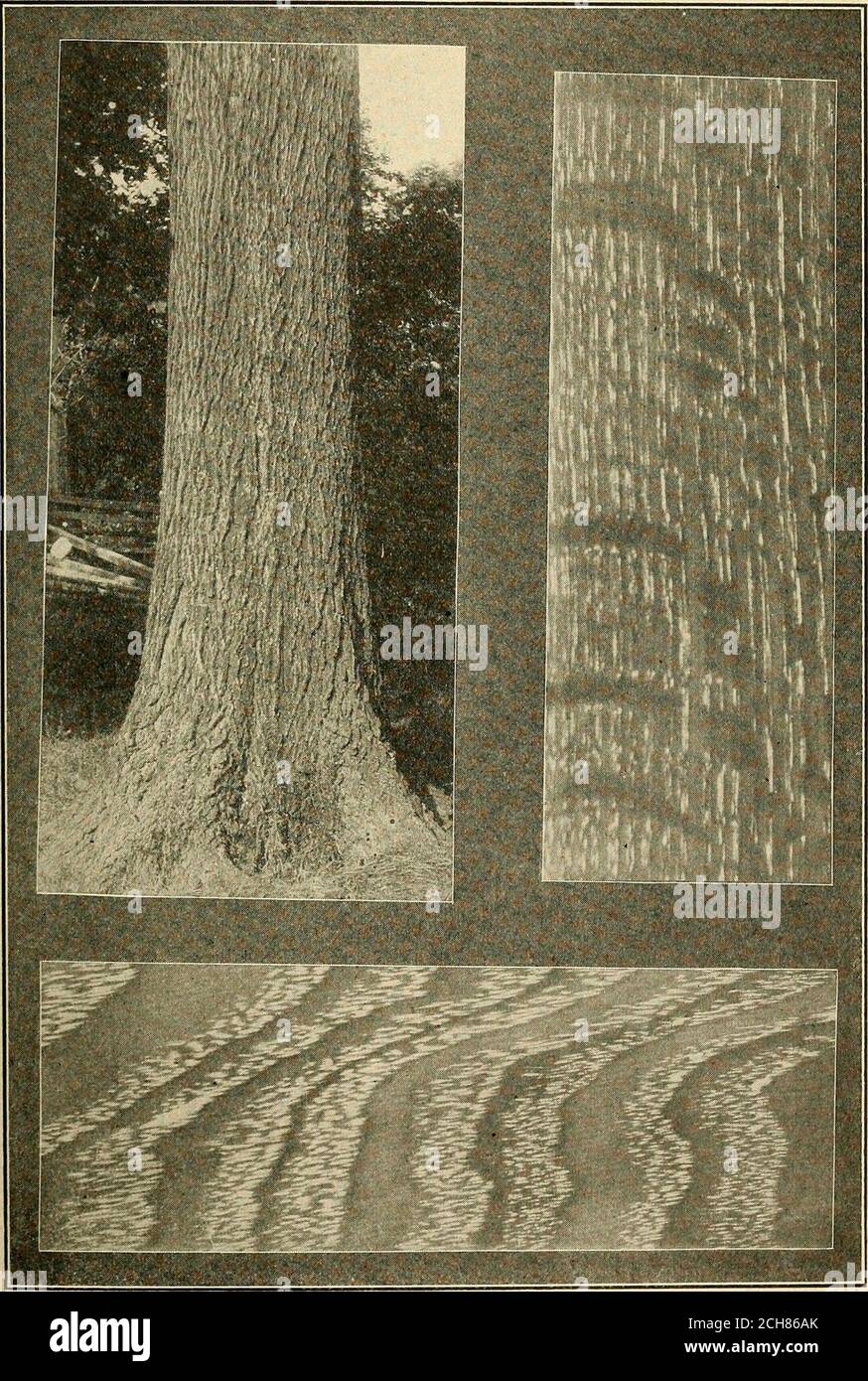 Longitudinal tangential section hi-res stock photography and images - Alamy