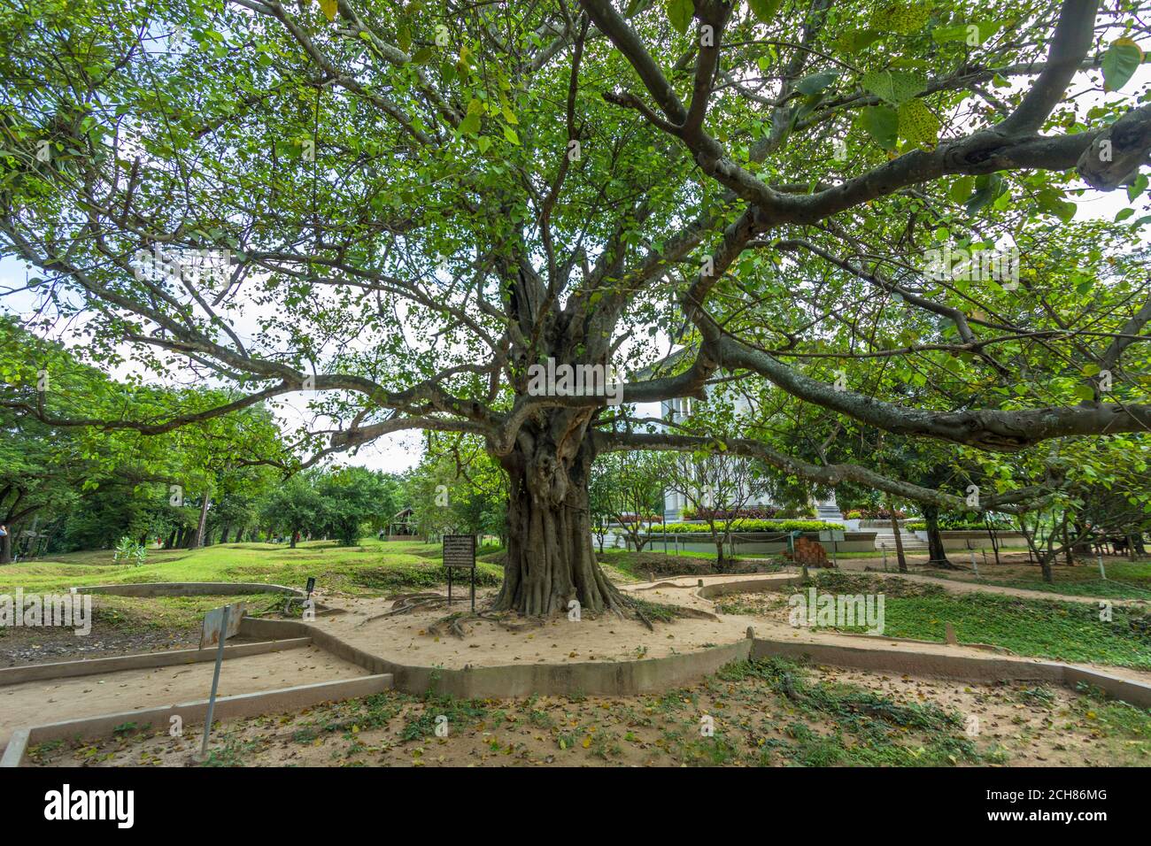 Killing tree hi-res stock photography and images - Alamy