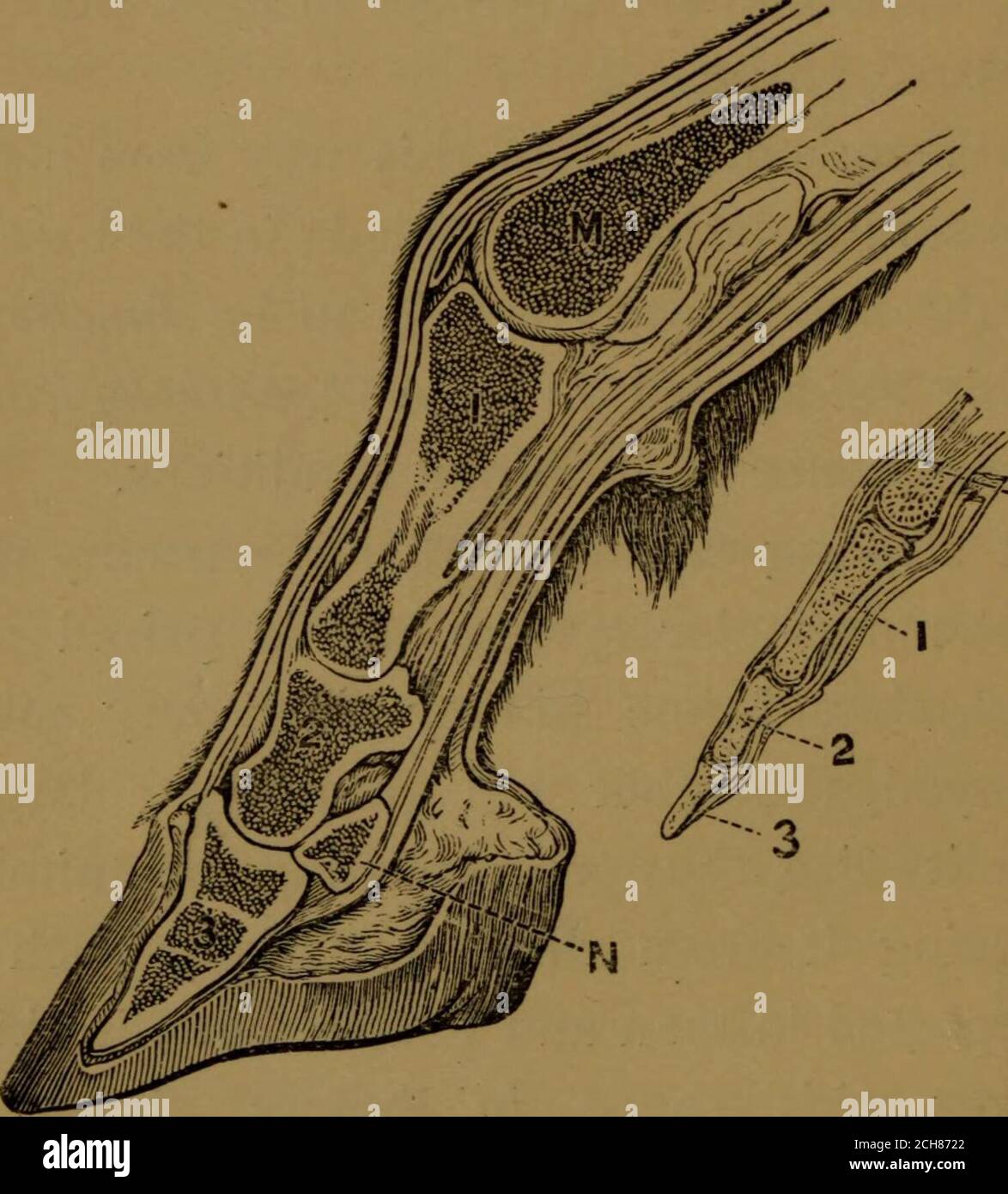 Hypertrophy animal hi-res stock photography and images - Alamy