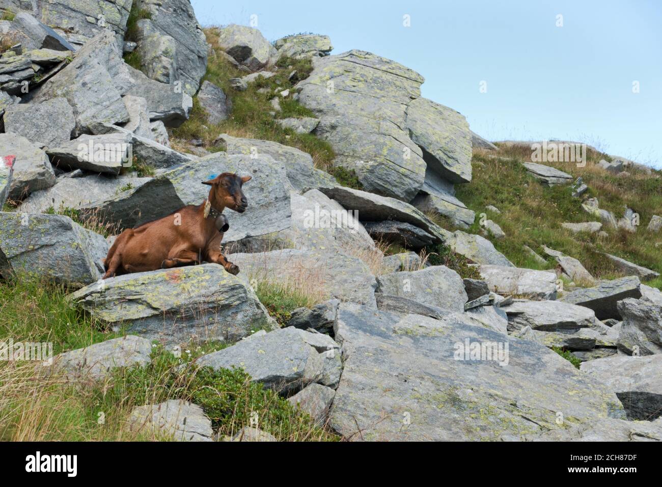 Female goat hi-res stock photography and images - Alamy