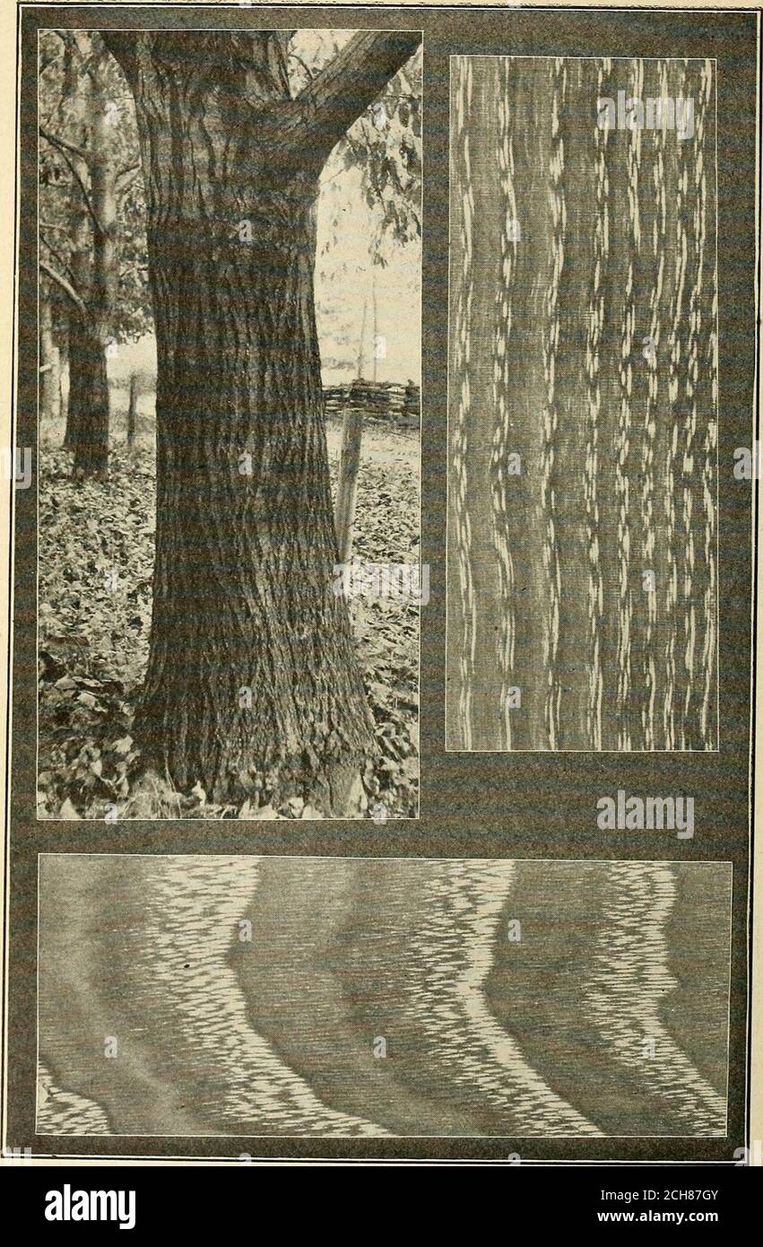 . Documentary journal of Indiana 1905 . No. 7. Beech. Body of tree ...