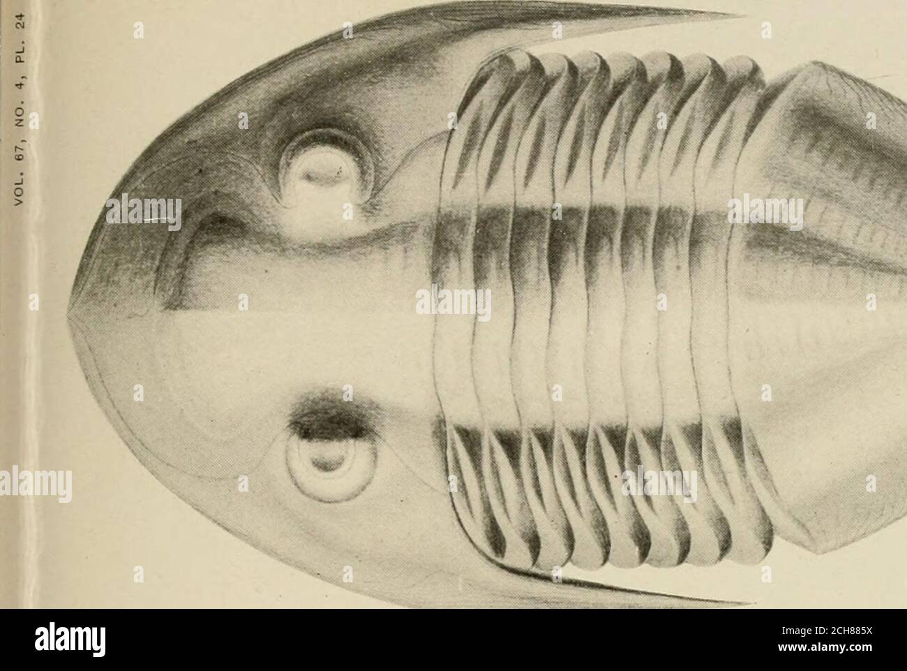 . Smithsonian miscellaneous collections . Natural cast of the interior ...