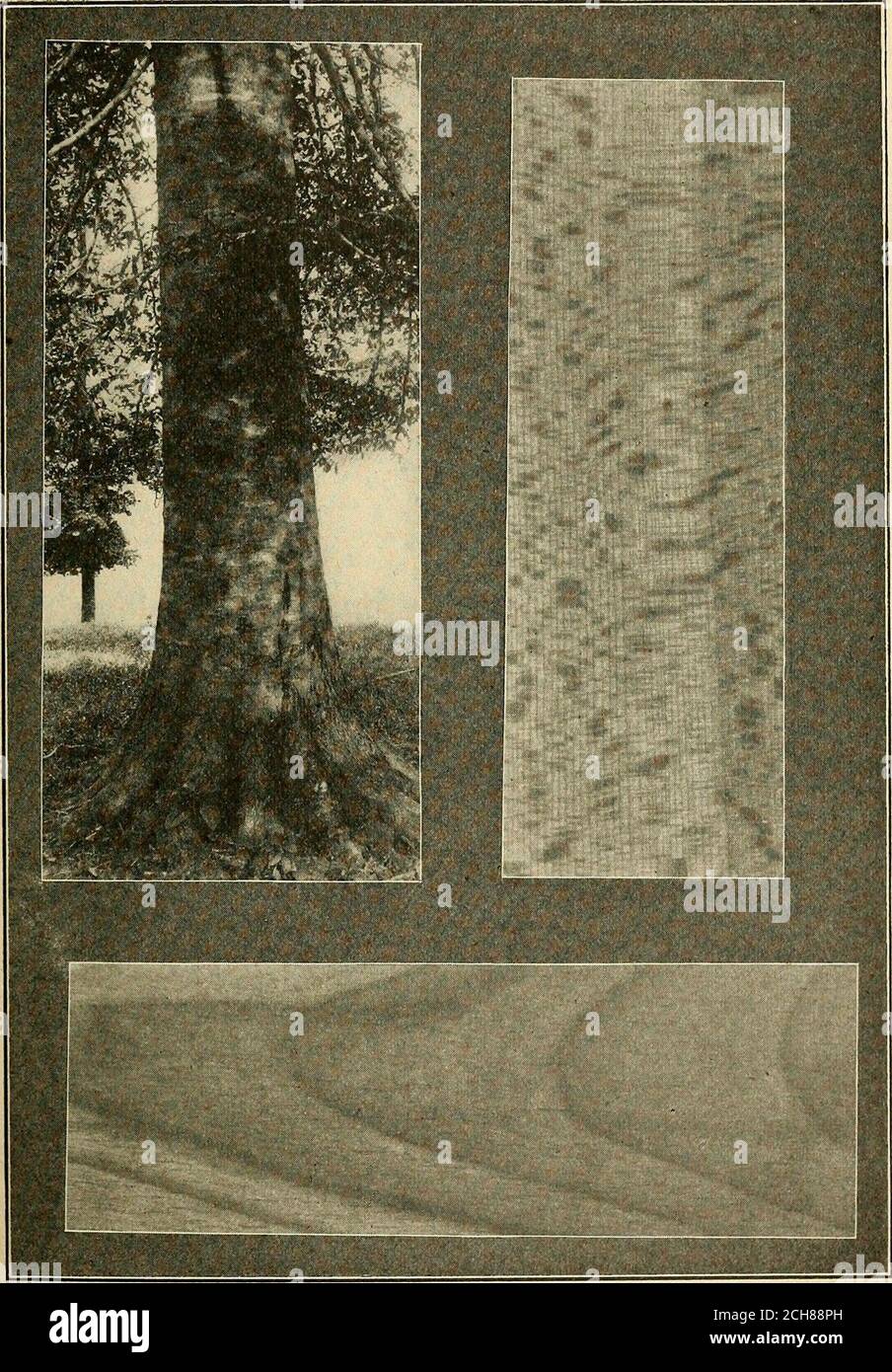 Longitudinal tangential section hi-res stock photography and images - Alamy