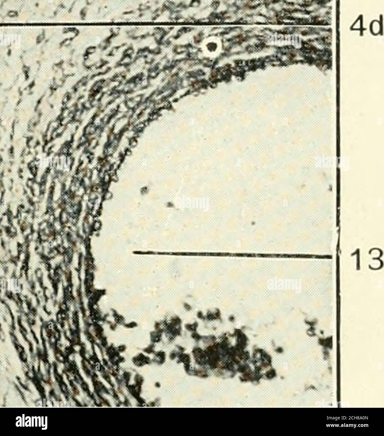. The American journal of anatomy . Fig. 15 Transverse section taken ...