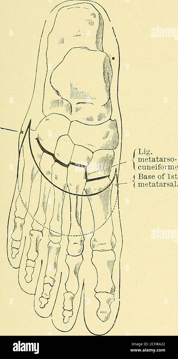 Foot dorsal side hi-res stock photography and images - Alamy