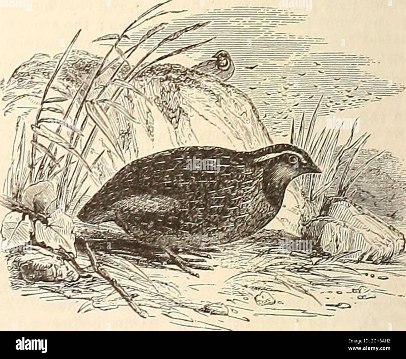 Ps flying fish hi-res stock photography and images - Alamy