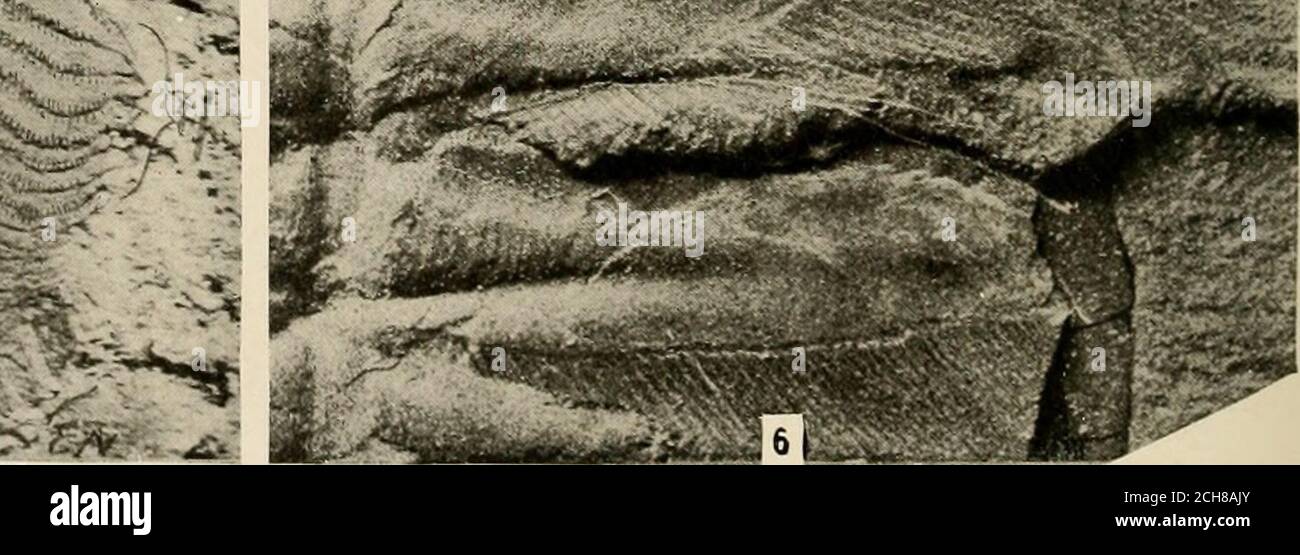 . Smithsonian miscellaneous collections . PTYCHOPARIA and NEOLENUS NO ...