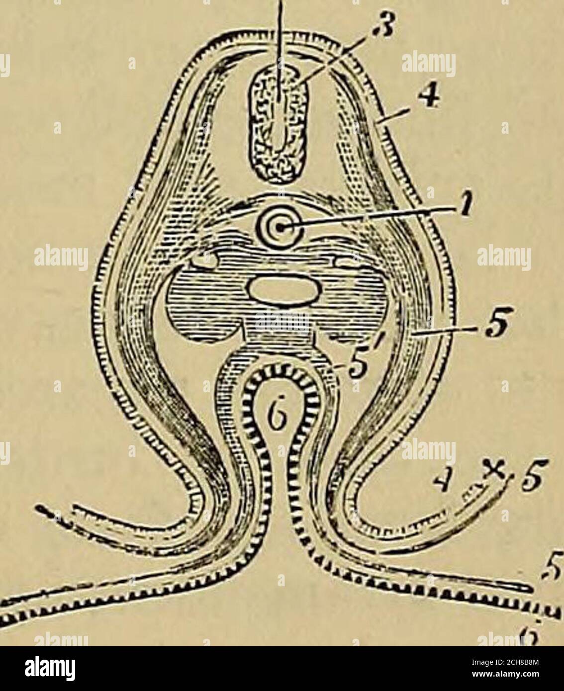 Embryonic sack hi-res stock photography and images - Alamy