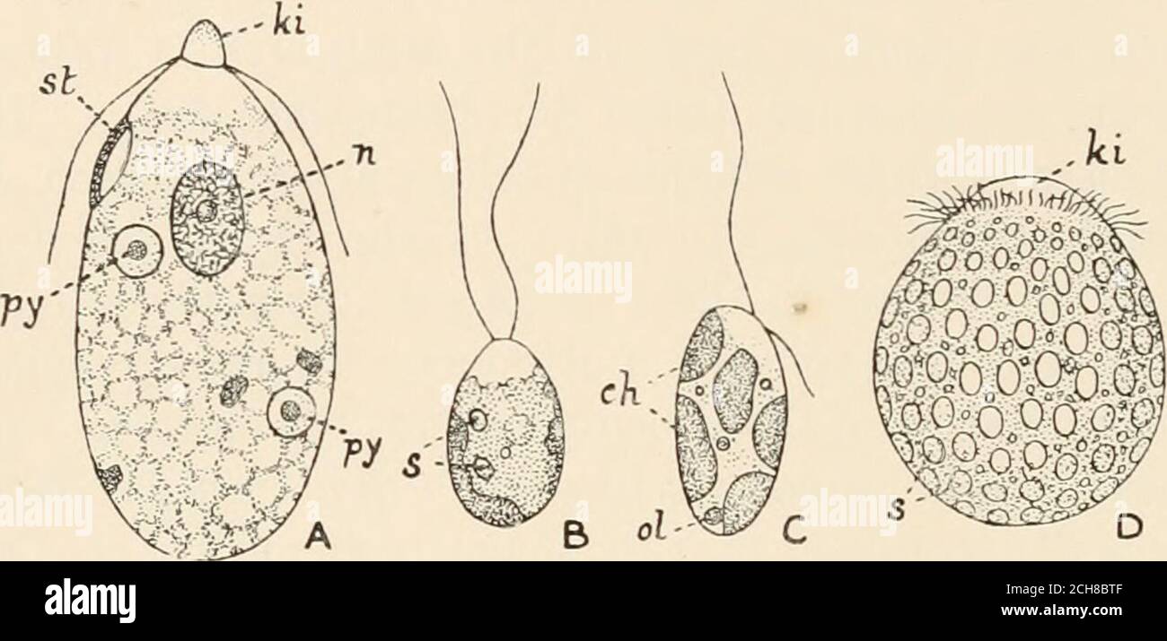 Green algae chlorophyceae hi-res stock photography and images - Alamy
