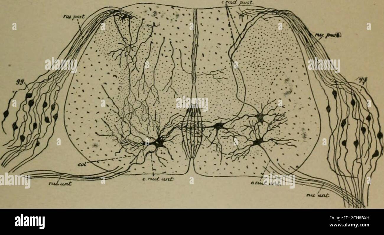 Terminal Arborization