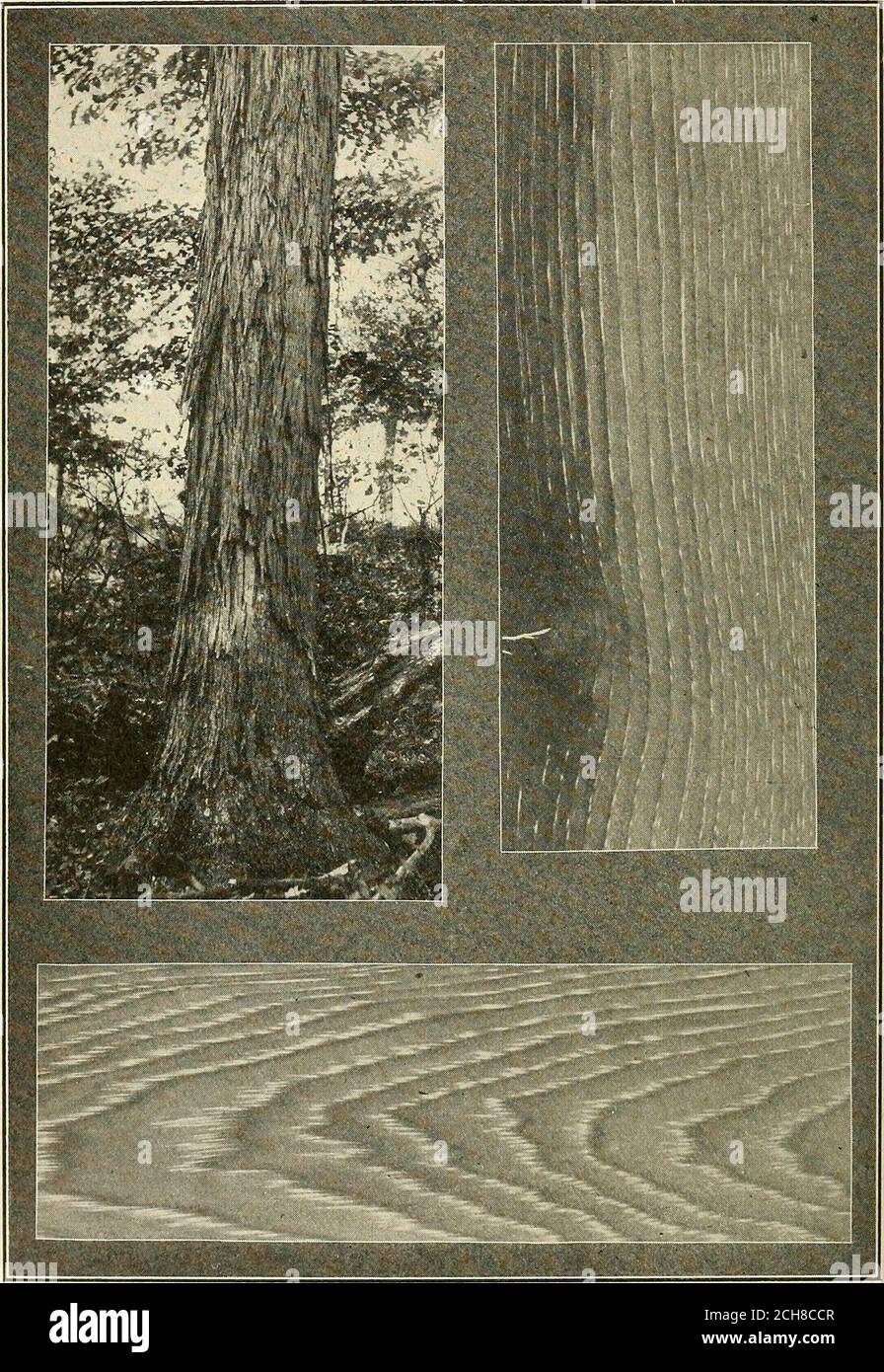 . Documentary journal of Indiana 1905 . No. 3. Shcllbark hickory.Body ...