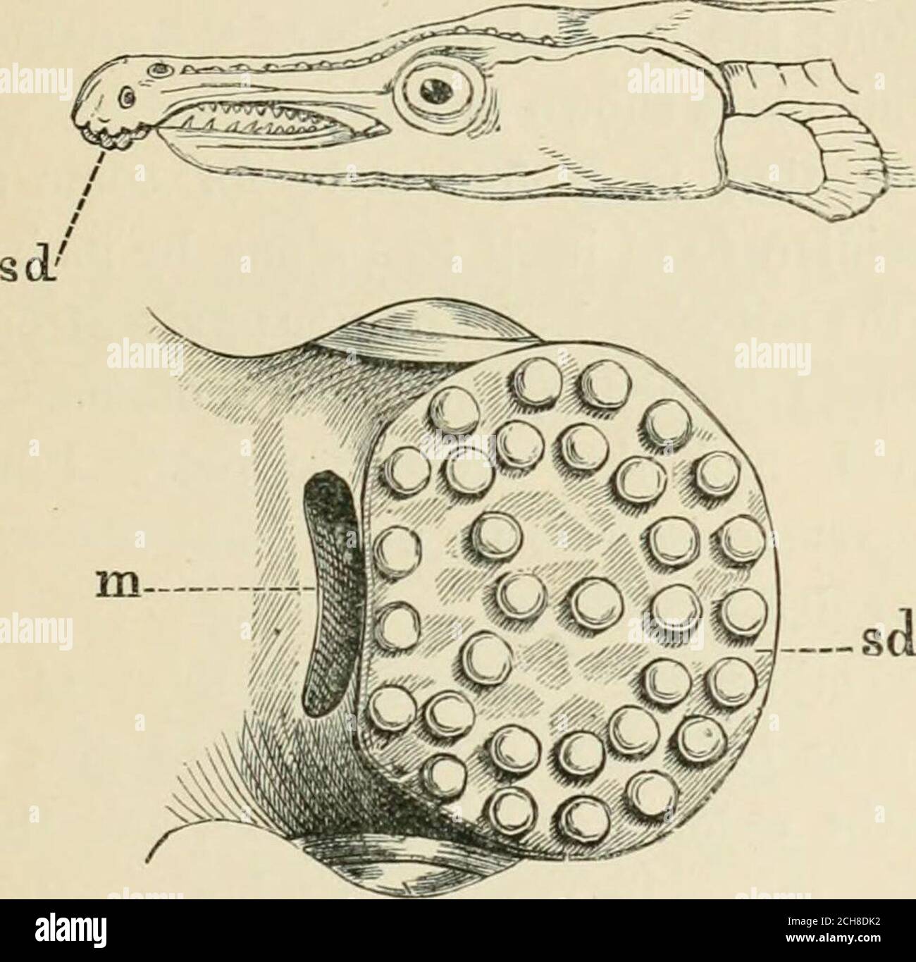 Lamprey Eye Disease
