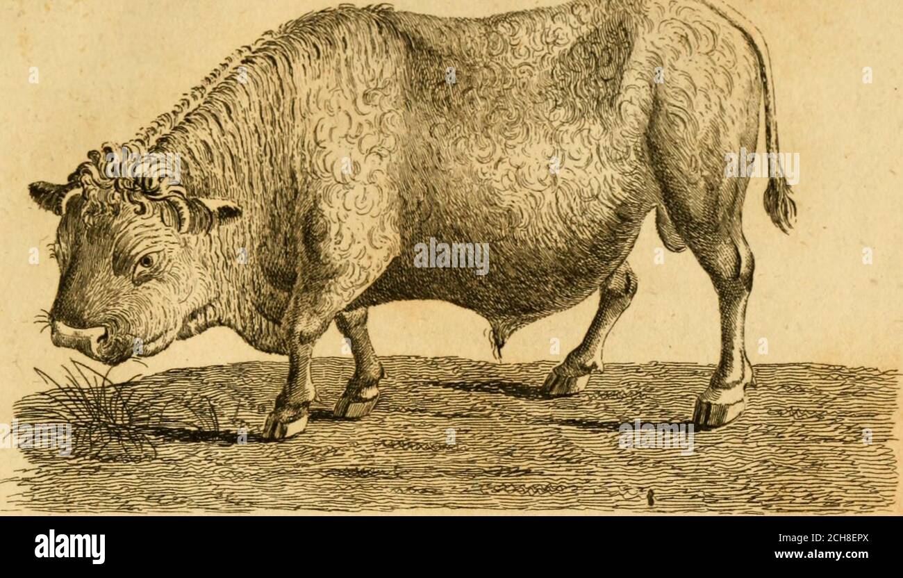 Bos taurus ss hi-res stock photography and images - Alamy