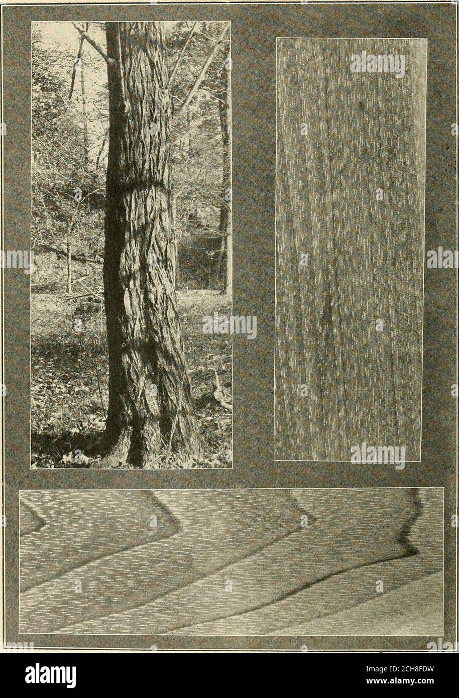 Longitudinal tangential section hi-res stock photography and images - Alamy