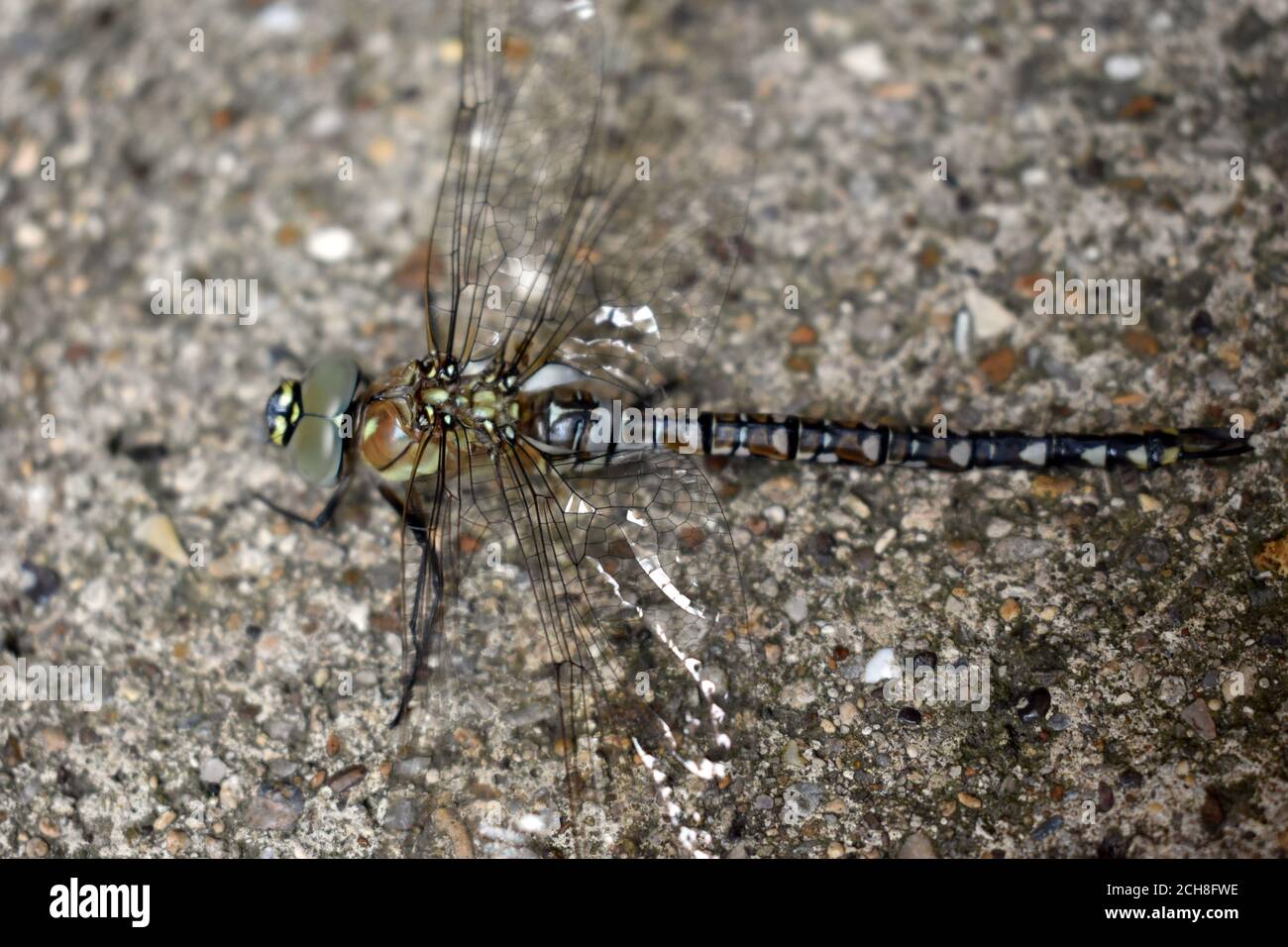 Common Hawker Dragonfly female drying her wings at the end of ...