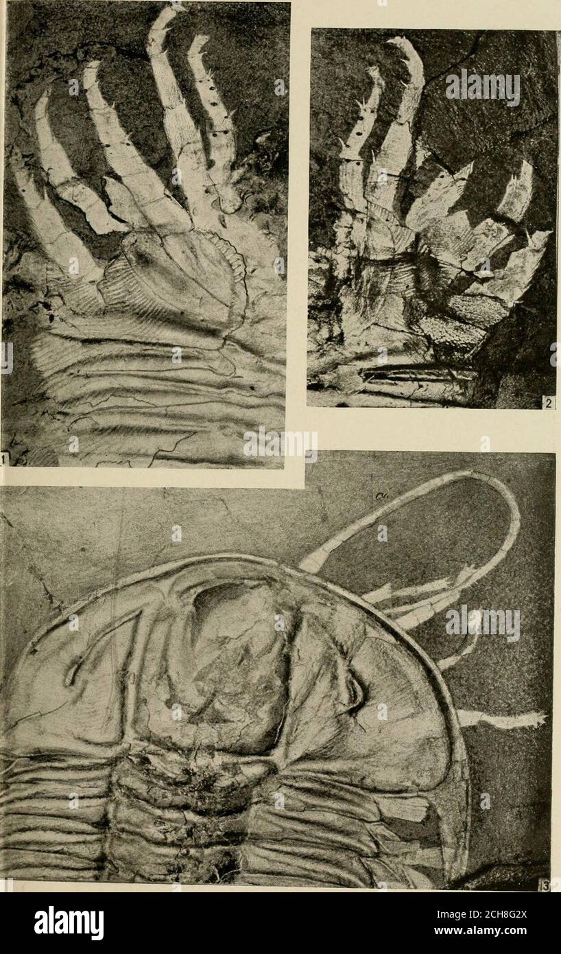 . Smithsonian miscellaneous collections . ring the film of shaleover ...