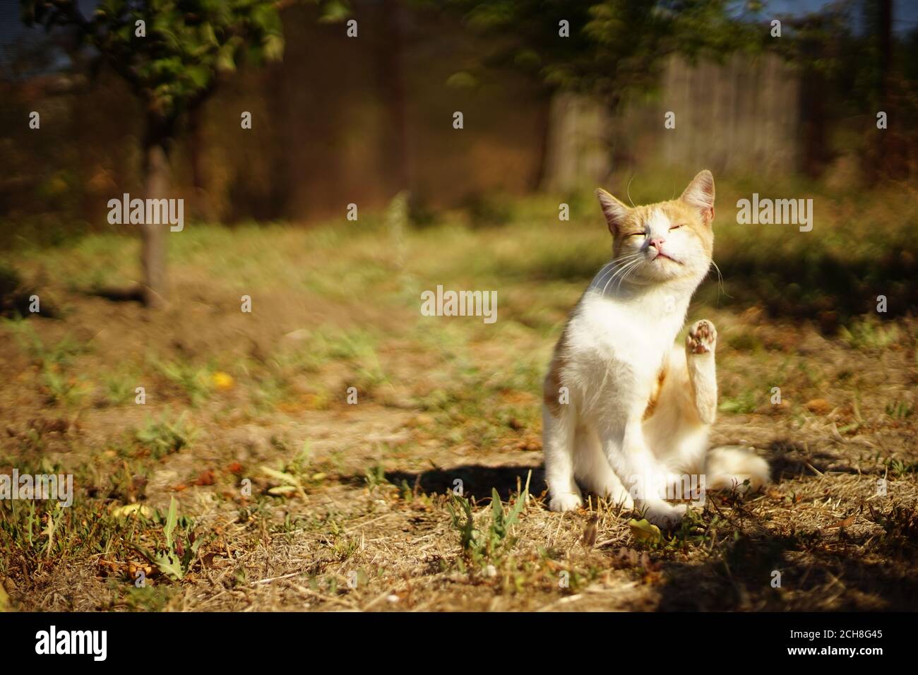 Ginger white cat paw scratches behind the ear in sunny autumn garden ...