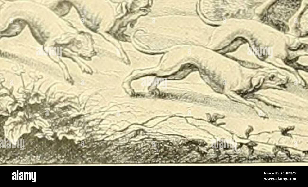 . The new book of the dog : a comprehensive natural history of British ...