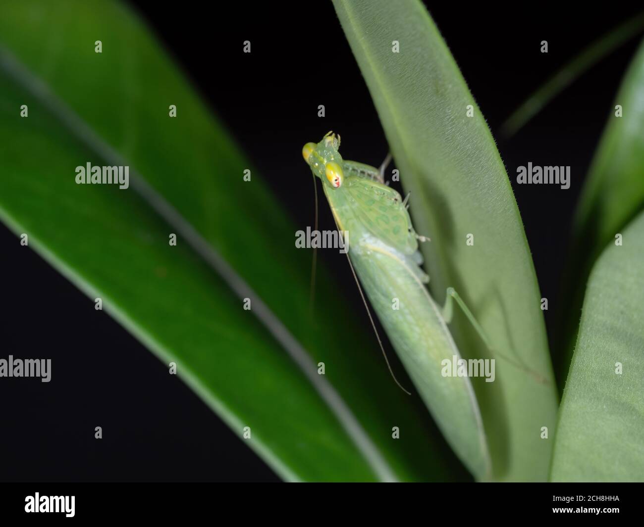 Closeup Praying Mantis Camouflage on Back of Green Leaf Stock Photo - Alamy
