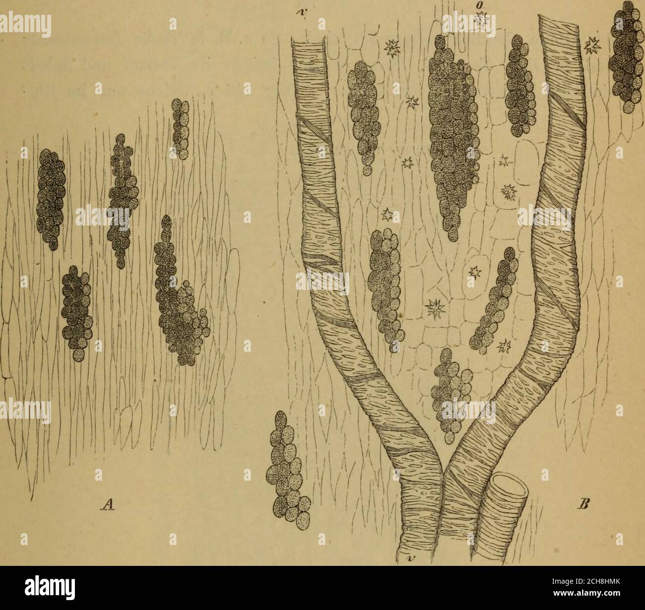 Dicotylen hi-res stock photography and images - Alamy