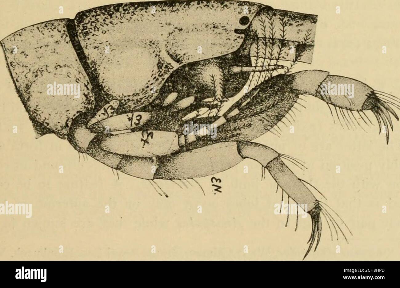 . Smithsonian miscellaneous collections . ANASPIDES TASMANIA G. M ...