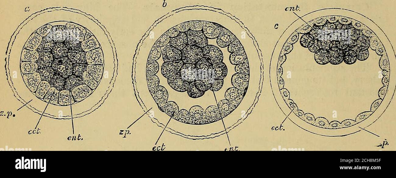 . Quain's elements of anatomy . homS after the union of the male and ...