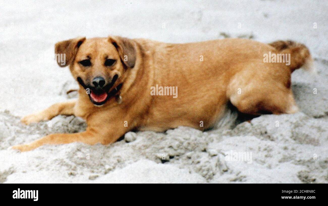Labrador cross hi-res stock photography and images - Alamy