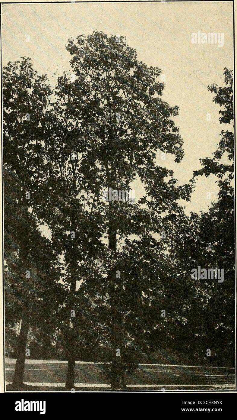 Castanea dentata tree hi-res stock photography and images - Alamy