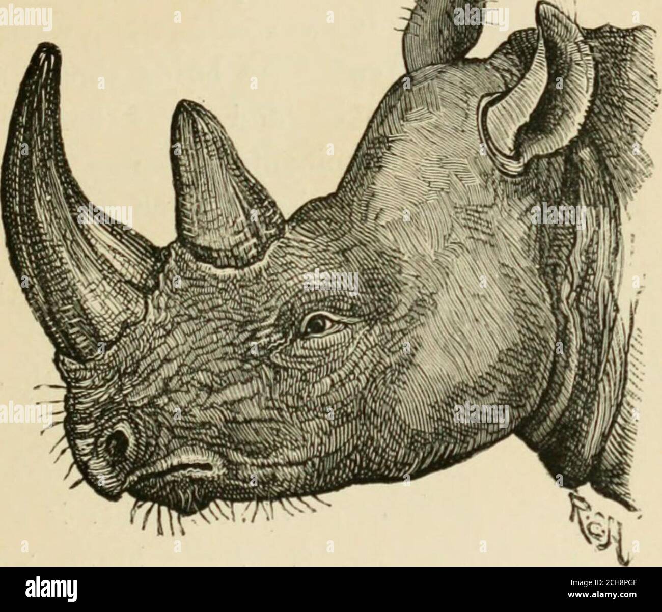 . Evolution and disease . Fig. 4.—The head of a Cow with a large ...