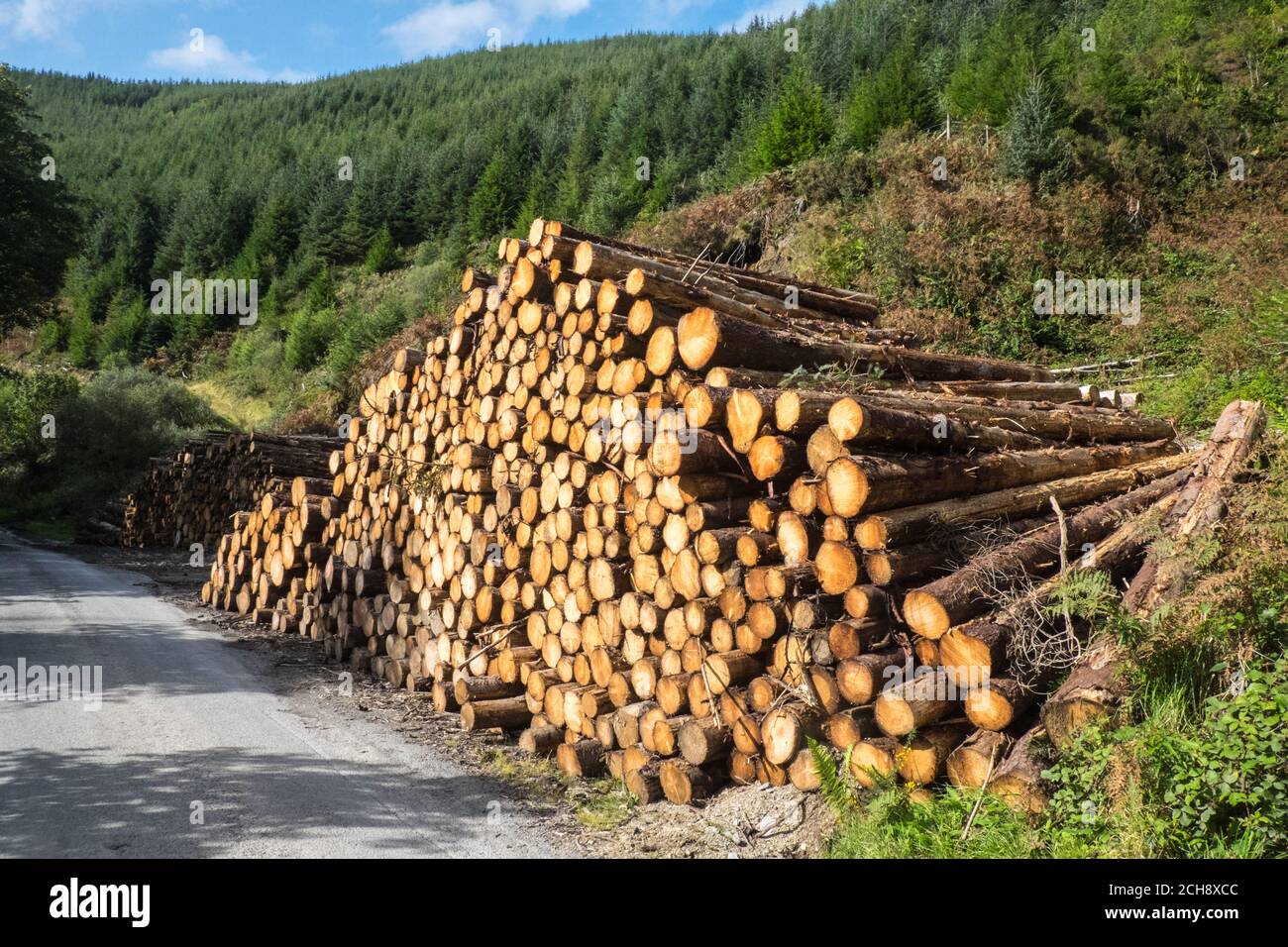 Welsh pine forest hi-res stock photography and images - Alamy