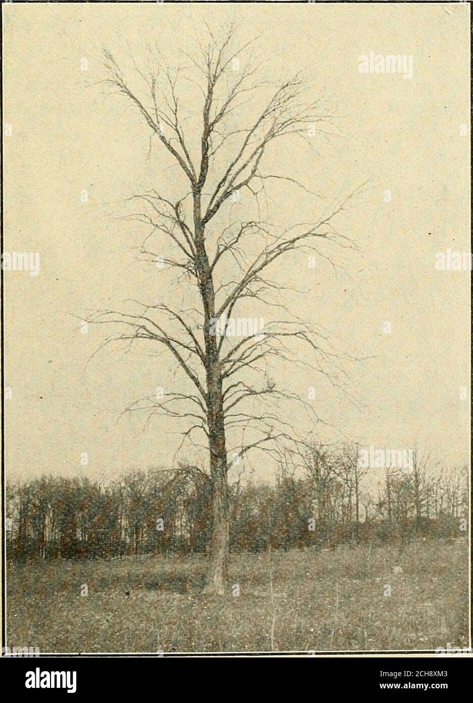 Densewoods hi-res stock photography and images - Alamy