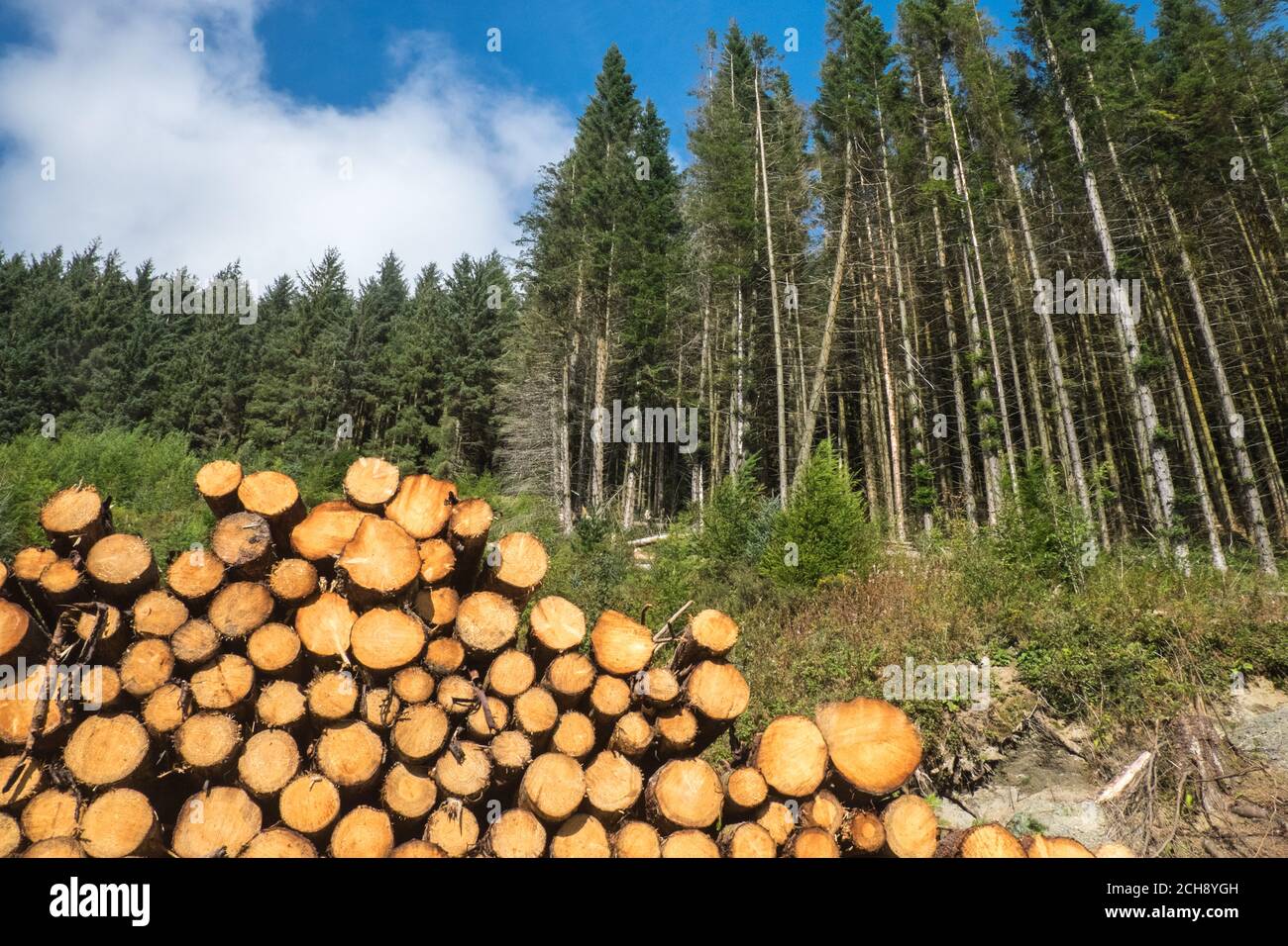 Welsh pine forest hi-res stock photography and images - Alamy