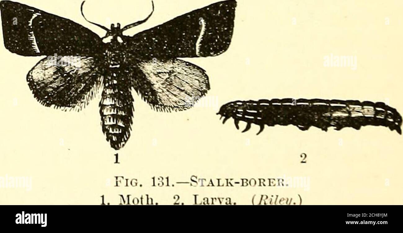 . Injurious insects and the use of insecticides [microform] : a new ...