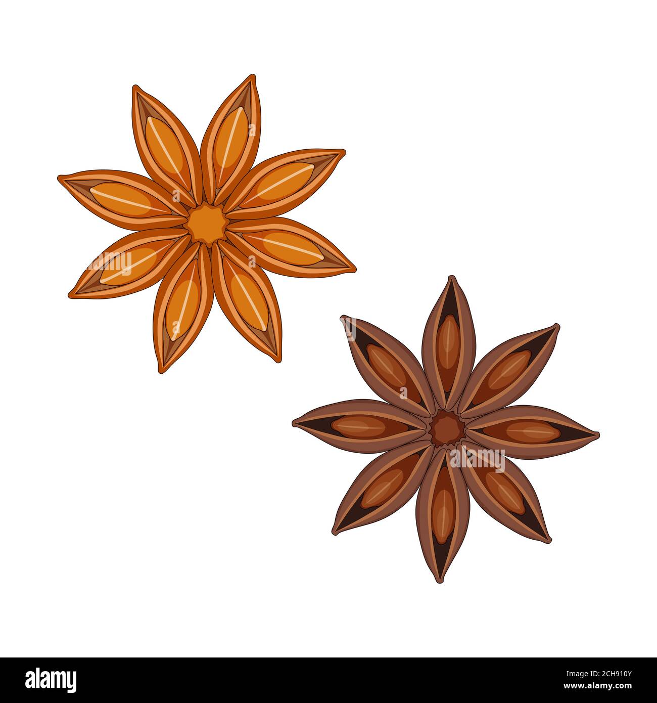 Star anise isolated on white background, vector illustration Stock ...