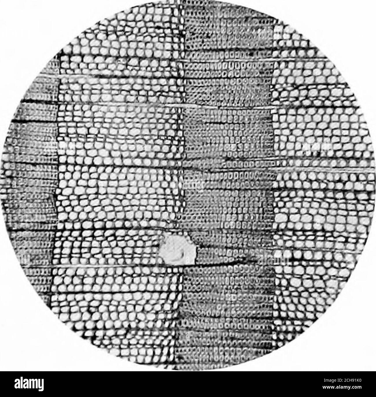 Radial section Black and White Stock Photos & Images - Alamy