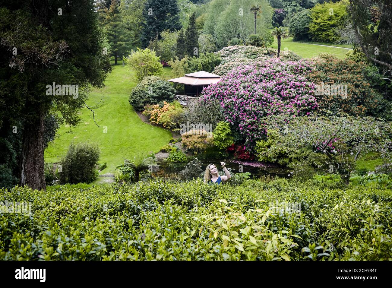 Which began supplying englands first and only tea in 2005 hi-res stock ...