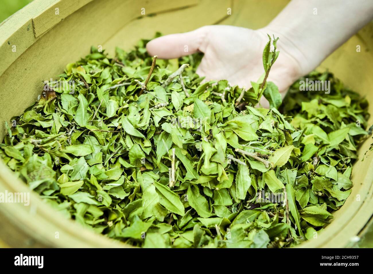 Partially dried tea grown at Tregothnan near Truro, Cornwall, which ...