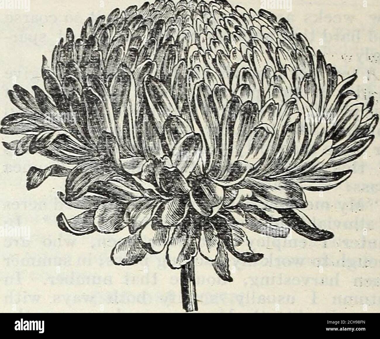 . Steckler's seeds : 1905 . Althea Rosea. Adonis autumnalis. Flos ...