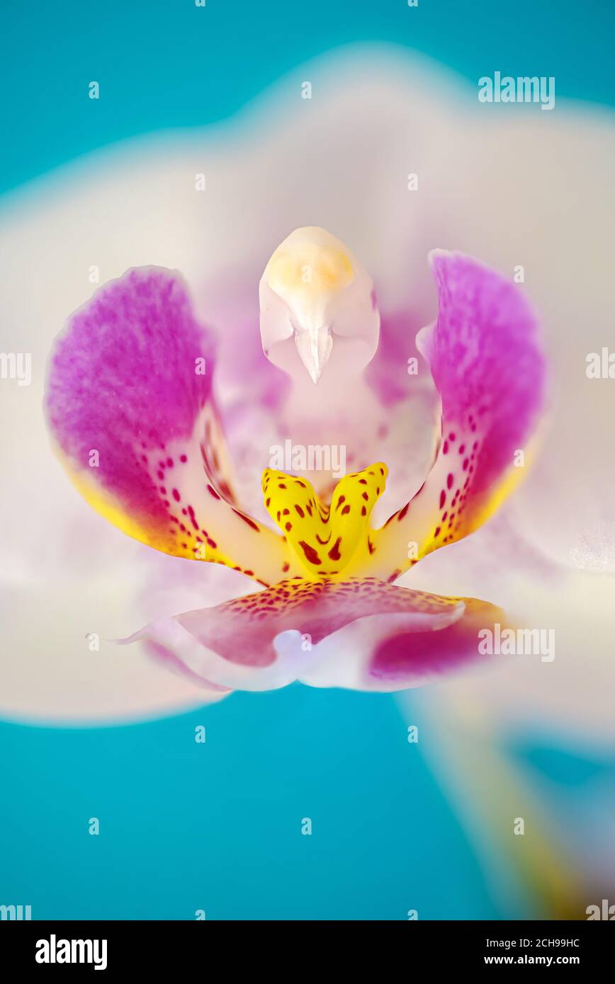 Phalaenopsis labellum hi-res stock photography and images - Alamy