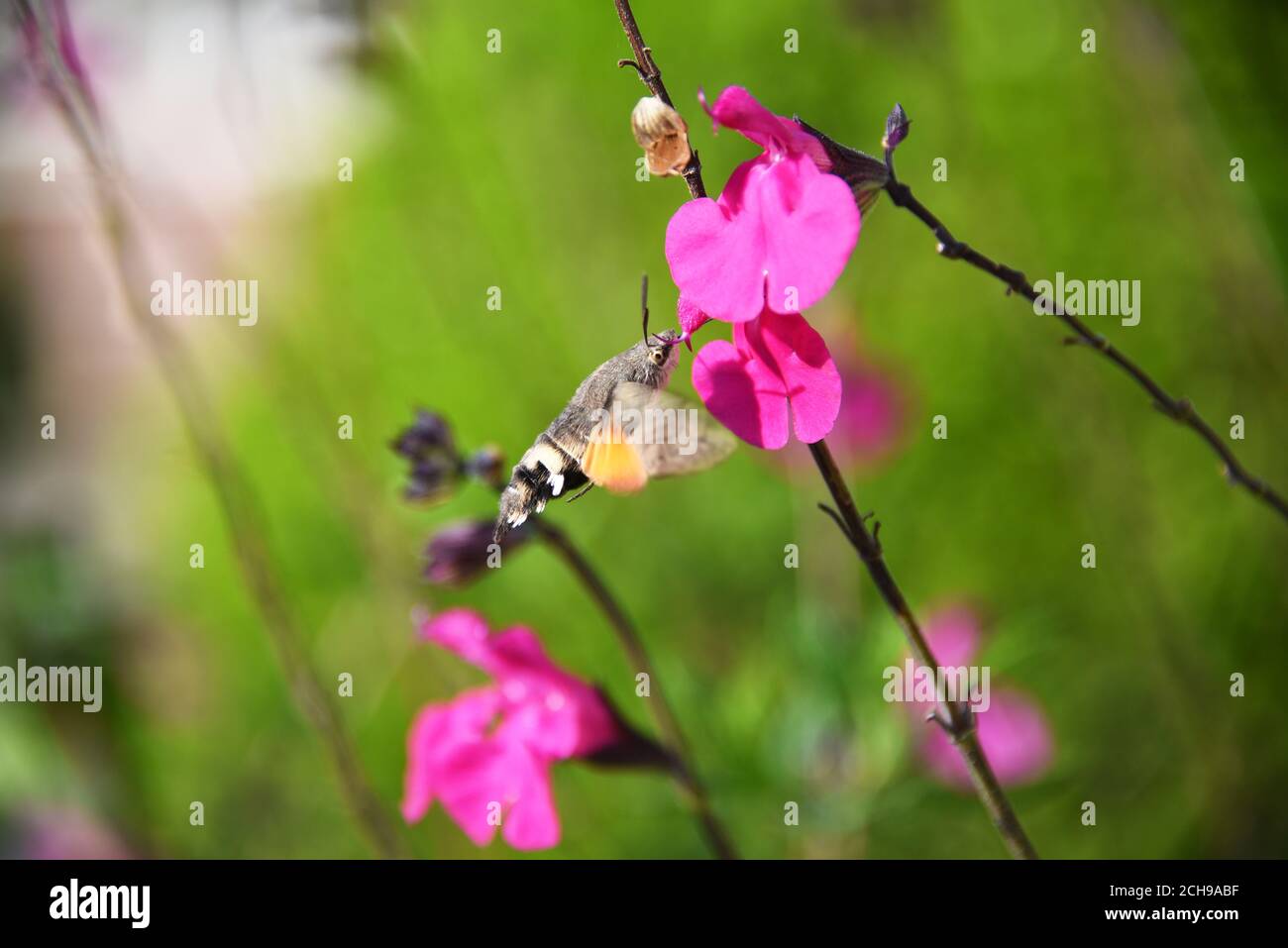 A Hummingbird Hawk Moth feeding on the nectar of a pink flower ...