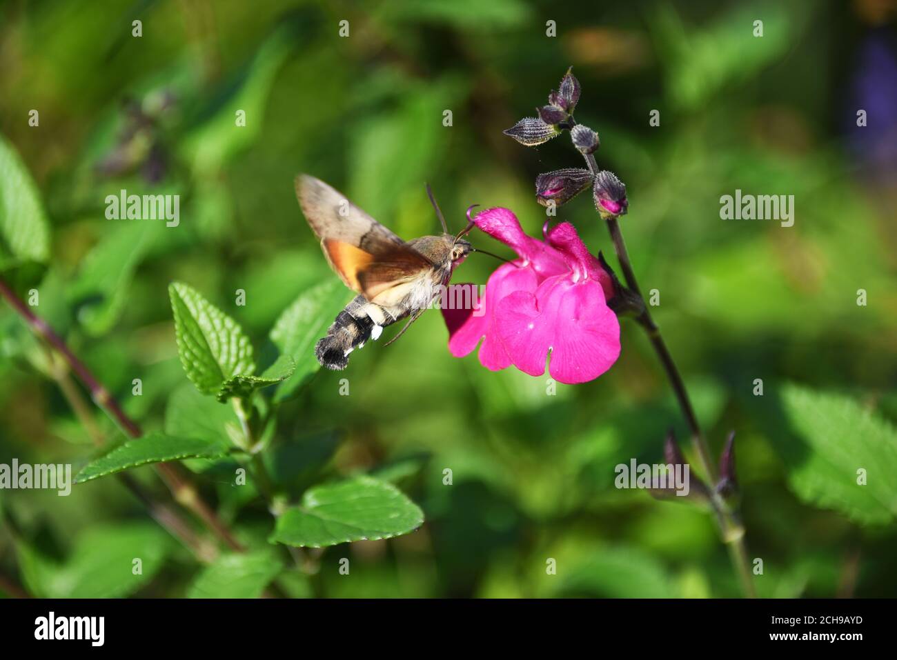 A Hummingbird Hawk Moth feeding on the nectar of a pink flower ...