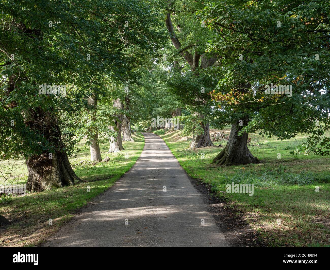 An avenue of Oak trees Stock Photo - Alamy