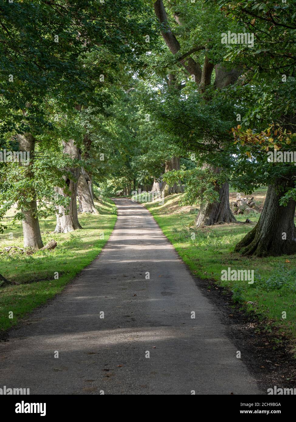 An avenue of Oak trees Stock Photo - Alamy