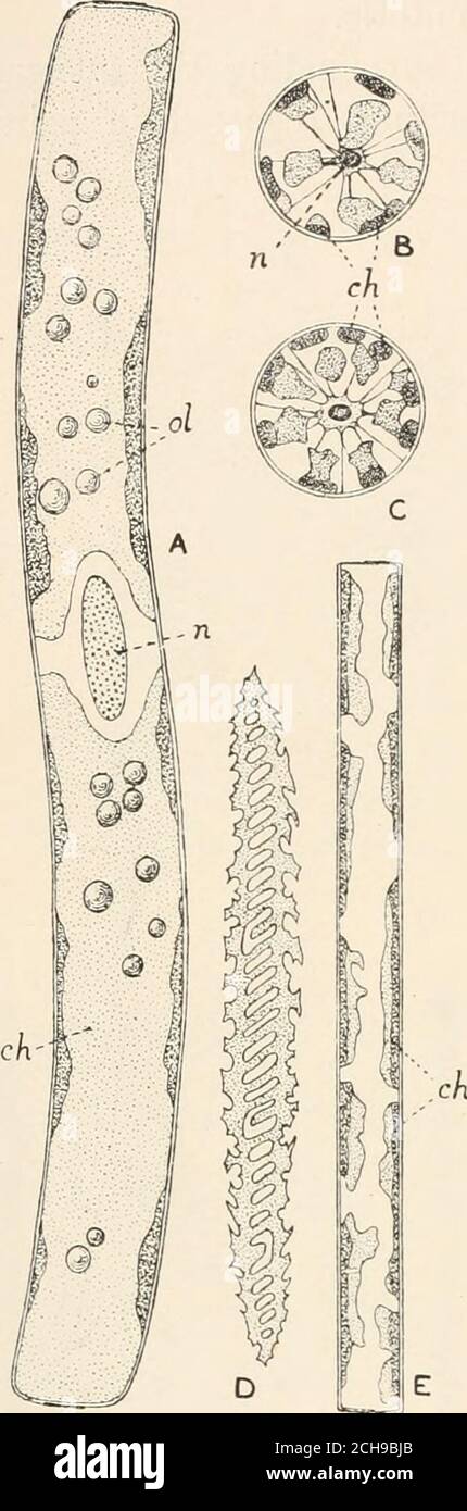 Green algae chlorophyceae hi-res stock photography and images - Alamy