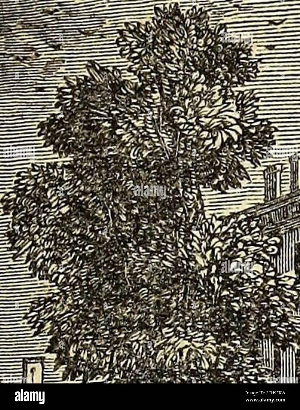 Mrs w b thompson hi-res stock photography and images - Alamy