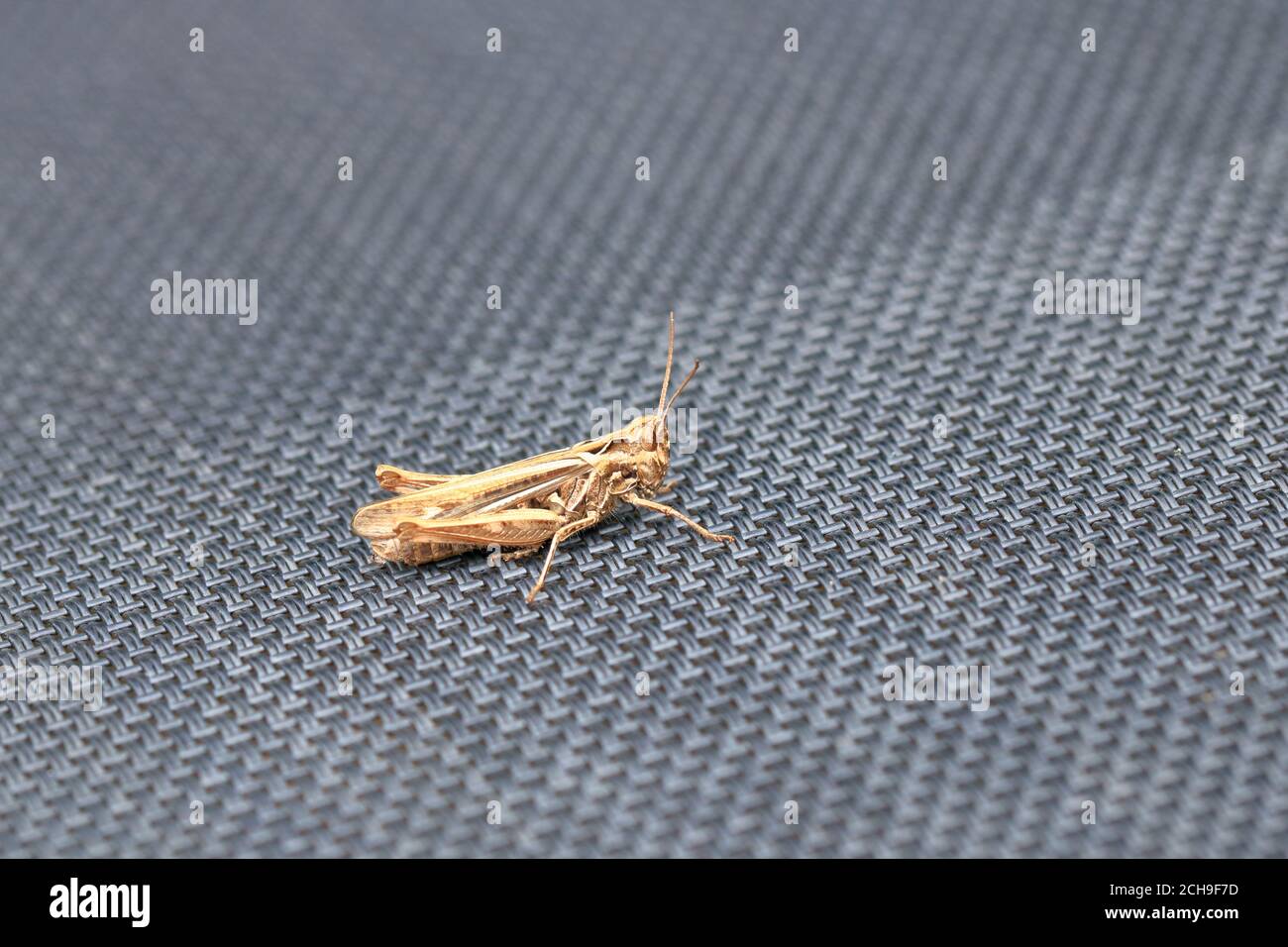 A Locust (Orthoptera) isolated on garden chair Stock Photo - Alamy