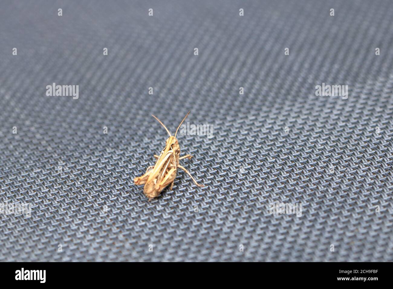 A Locust (Orthoptera) isolated on garden chair Stock Photo - Alamy