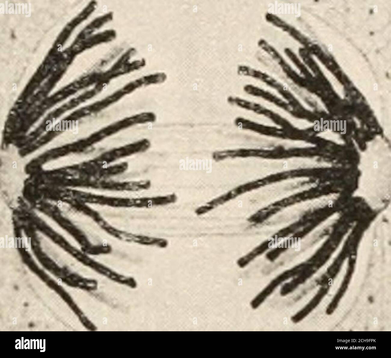 . Algæ. Vol. I. Myxophyceæ, Peridinieæ, Bacillarieæ, Chlorophyceæ ...