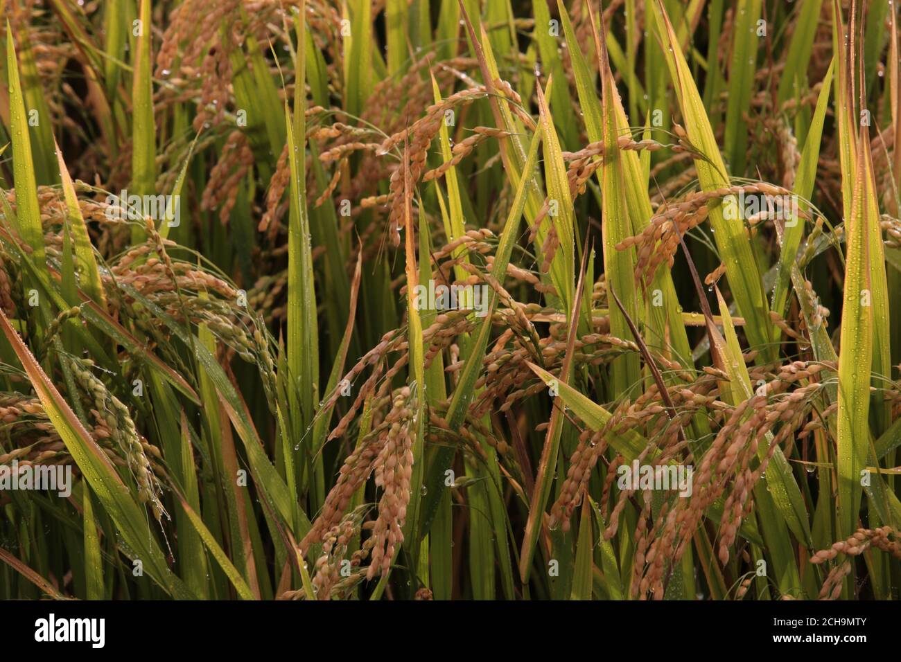 Japanese rice field hi-res stock photography and images - Alamy